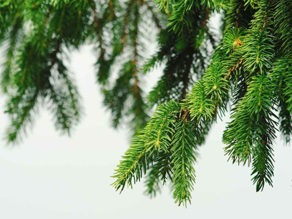 The Four Levels of Leadership – pLink Leadership