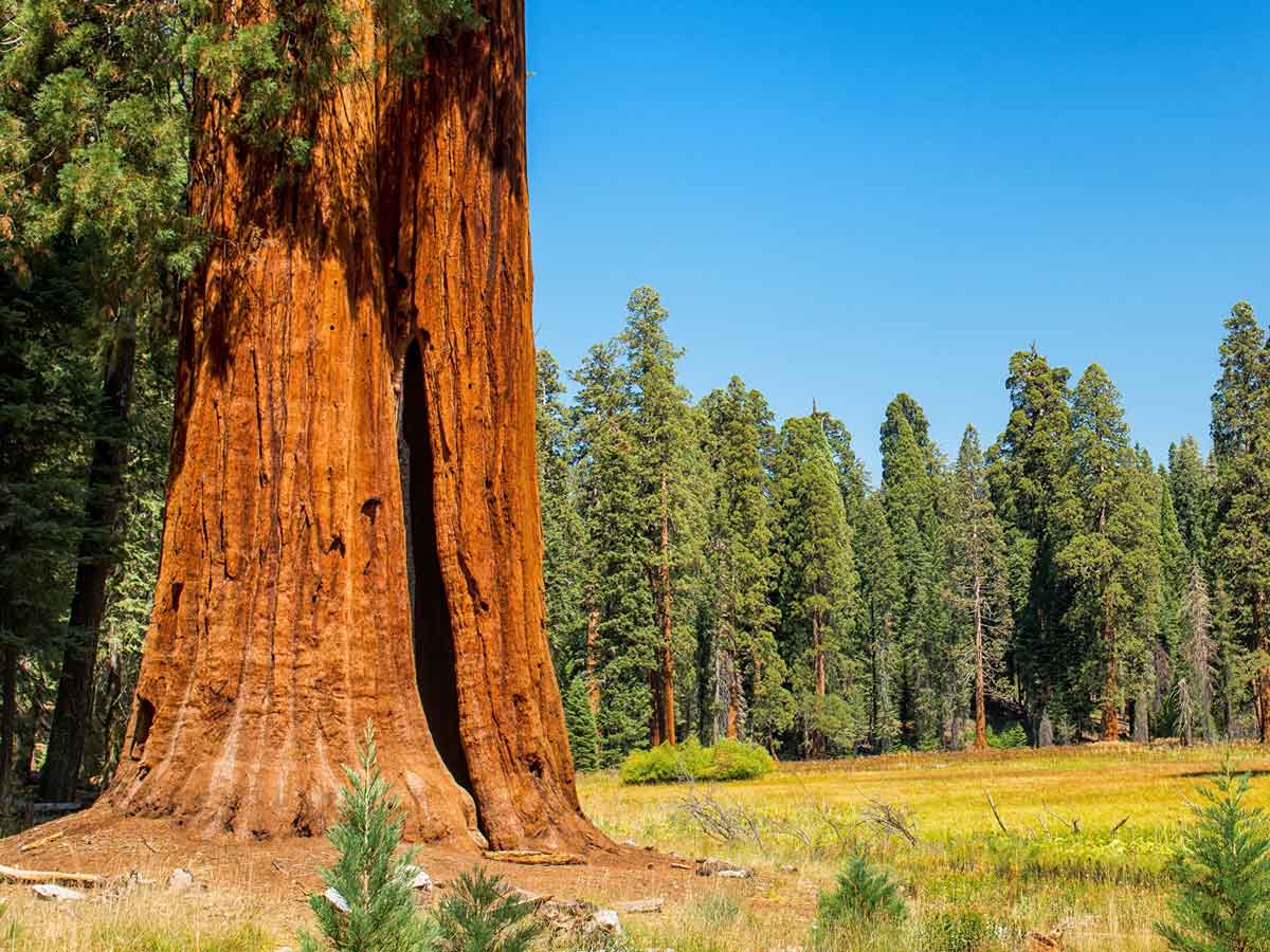 pLink Workshops – pLink Leadership